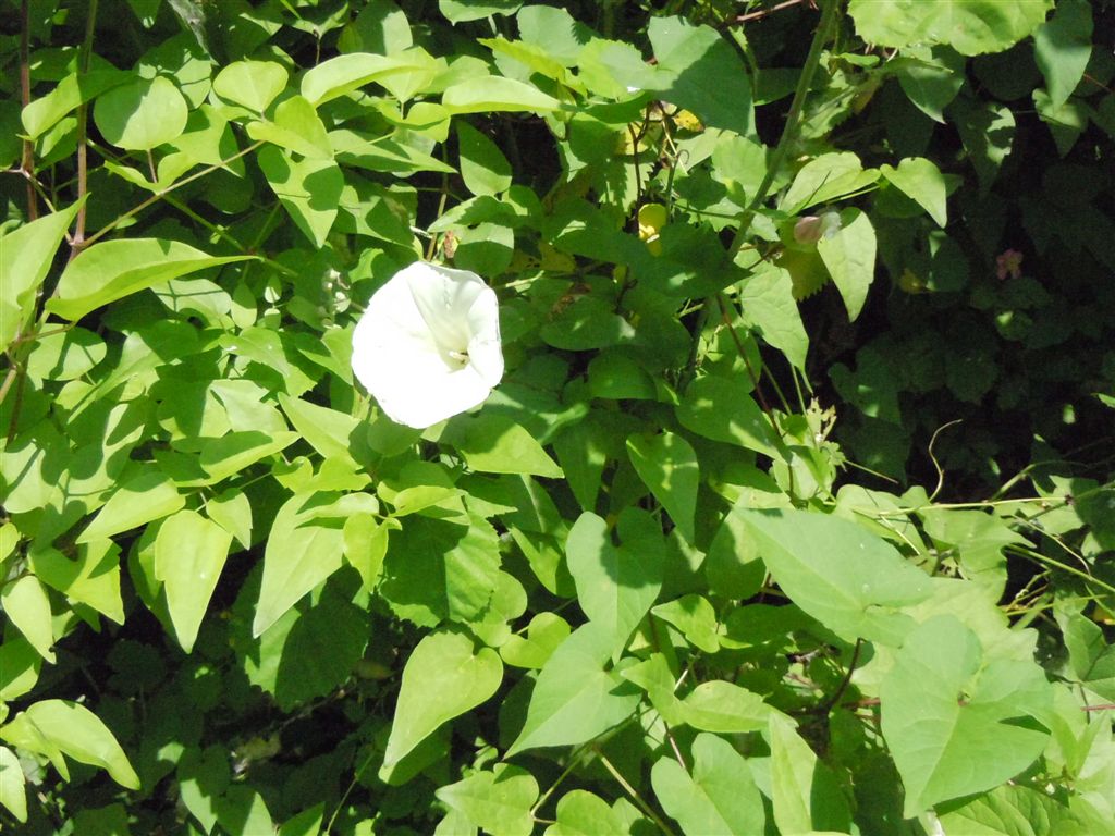 Calystegia silvatica , Natura Mediterraneo | Forum Naturalistico
