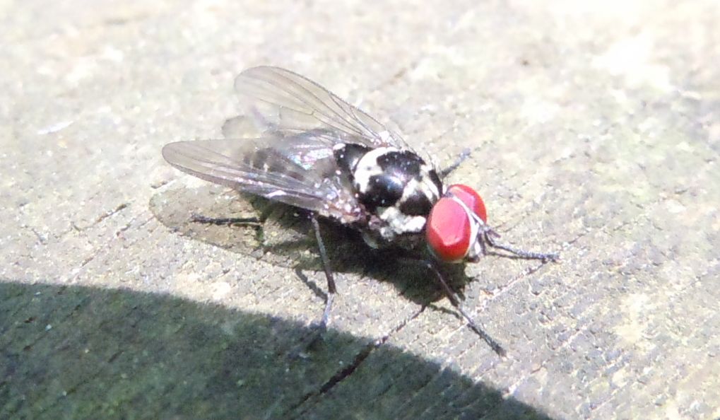Anthomyia? , Natura Mediterraneo | Forum Naturalistico