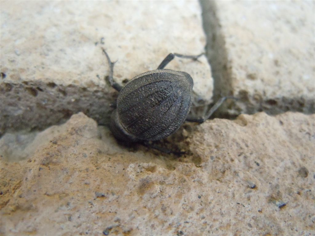 Pimelia rugulosa rugulosa , Natura Mediterraneo | Forum Naturalistico