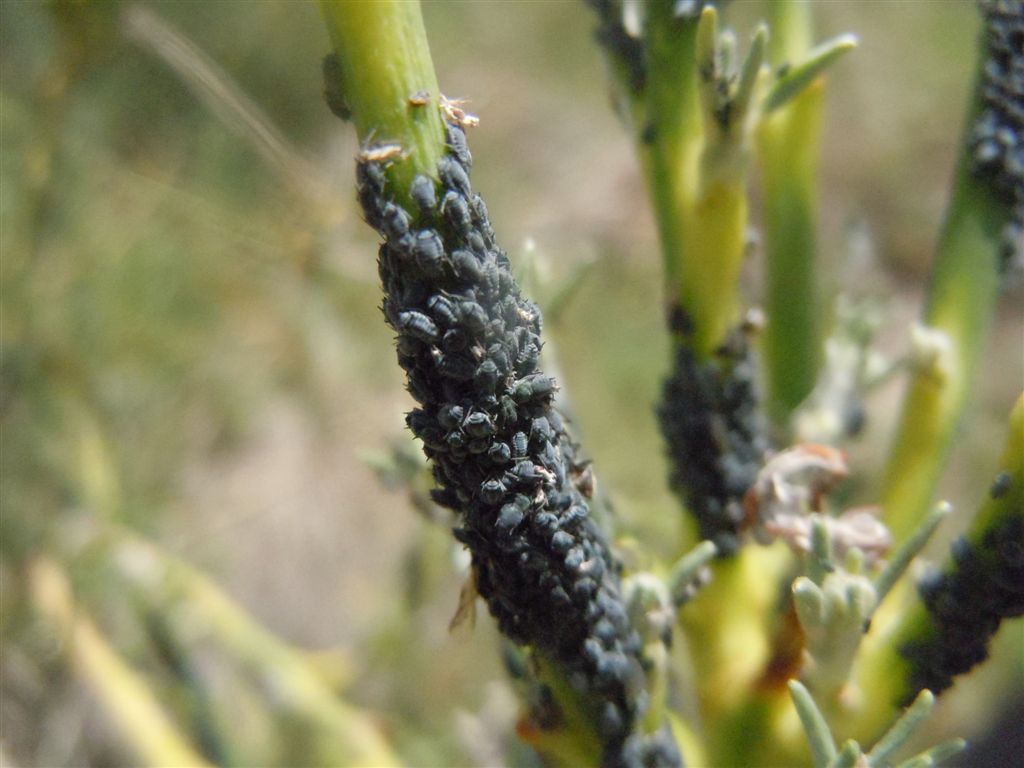 Afidi neri e formiche - Aphis sp. e Tapinoma sp. , Natura Mediterraneo ...