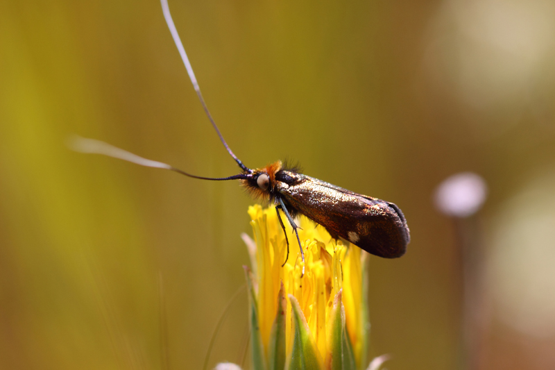 Piccola falena da identificare , Natura Mediterraneo | Forum Naturalistico