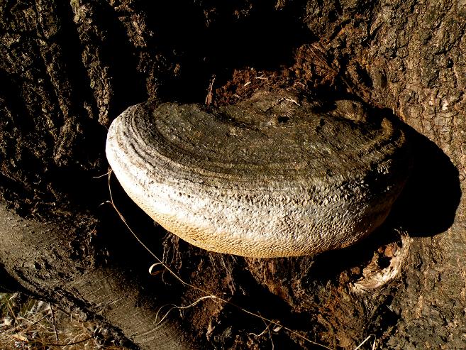 Phellinus robustus , Natura Mediterraneo | Forum Naturalistico