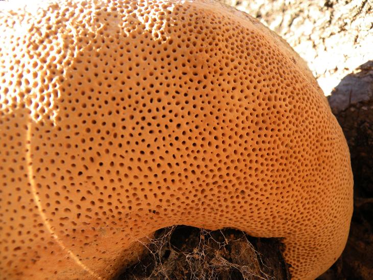 Phellinus robustus , Natura Mediterraneo | Forum Naturalistico