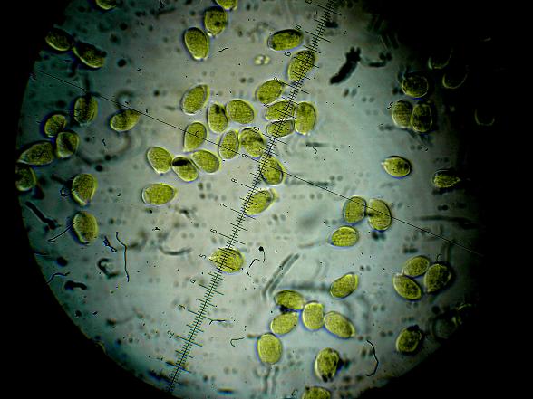 Corticium meridioroseum , Natura Mediterraneo | Forum Naturalistico