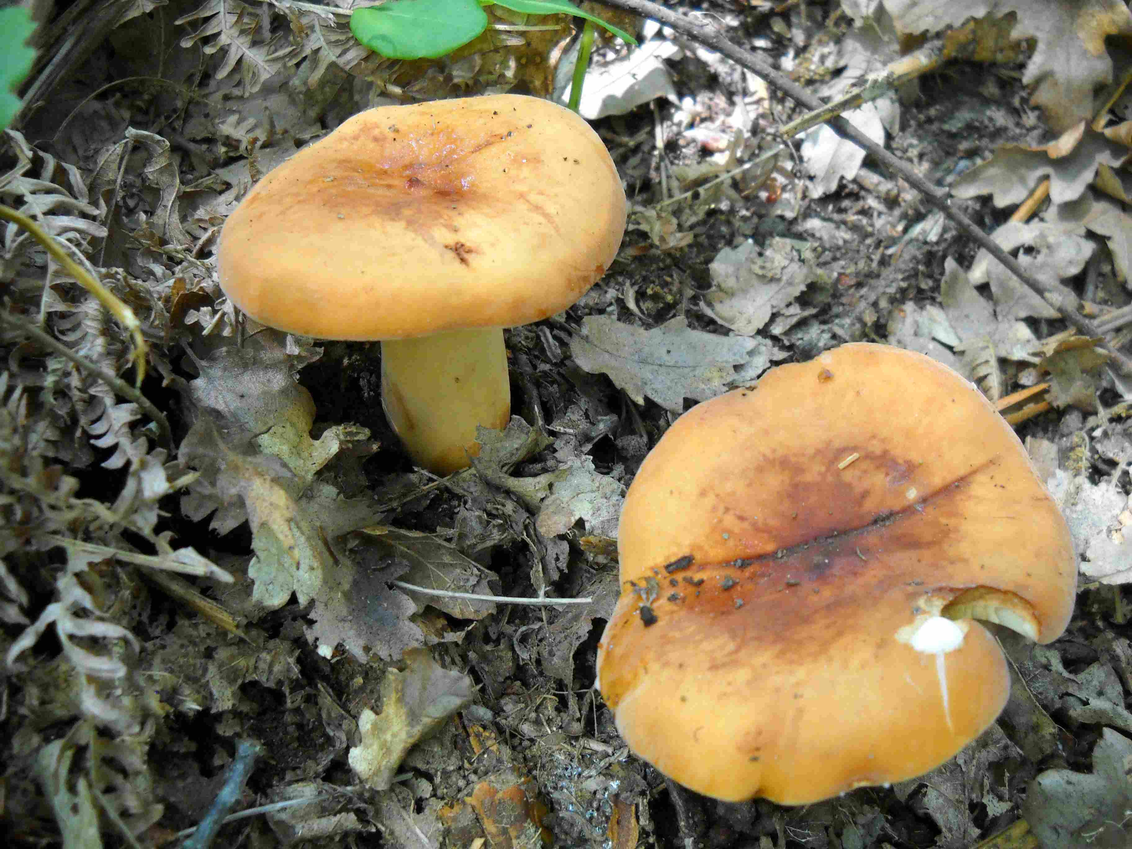 Lactarius .. , Natura Mediterraneo | Forum Naturalistico