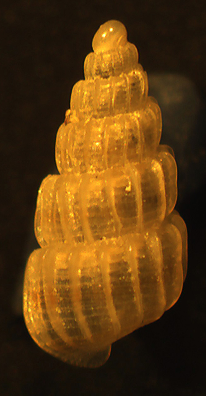 Chrysallida doliolum? , Natura Mediterraneo | Forum Naturalistico