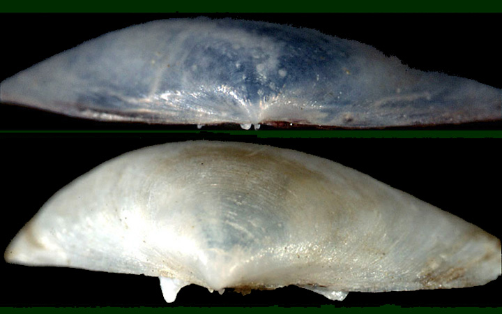 SEMELIDAE? , Natura Mediterraneo | Forum Naturalistico