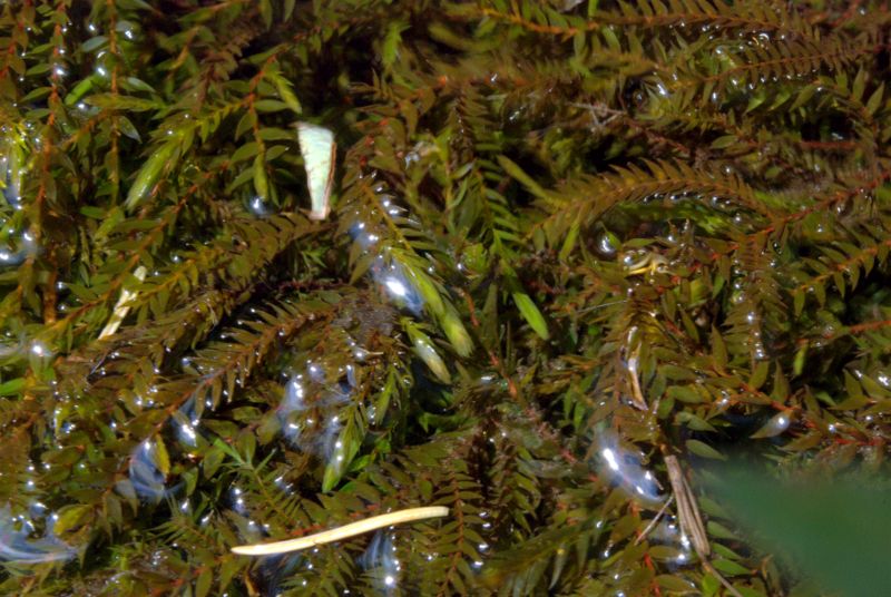 da determinare: Fontinalis sp. , Natura Mediterraneo | Forum Naturalistico