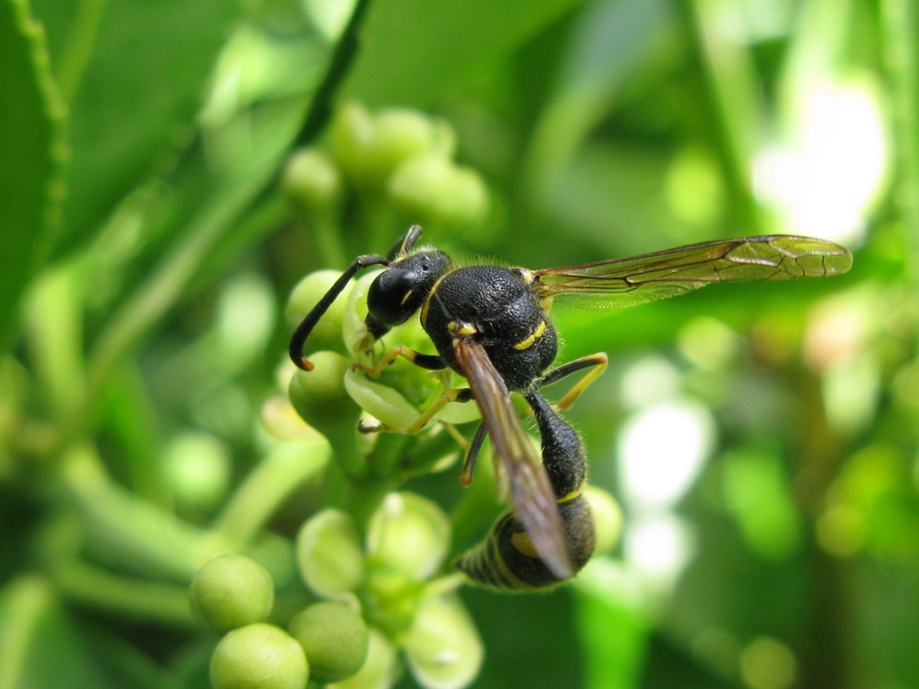 Eumenes papillarius, Vespidae Eumeninae , Natura Mediterraneo | Forum ...