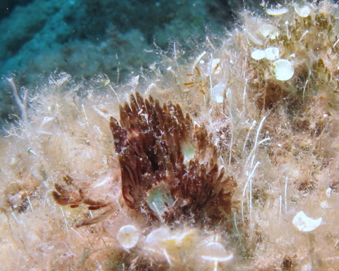 Symploca hydnoides , Natura Mediterraneo | Forum Naturalistico