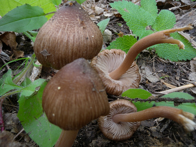 Inocybe? , Natura Mediterraneo | Forum Naturalistico