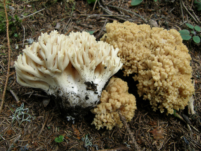 Tre ritrovamenti dello scorso anno , Natura Mediterraneo | Forum ...