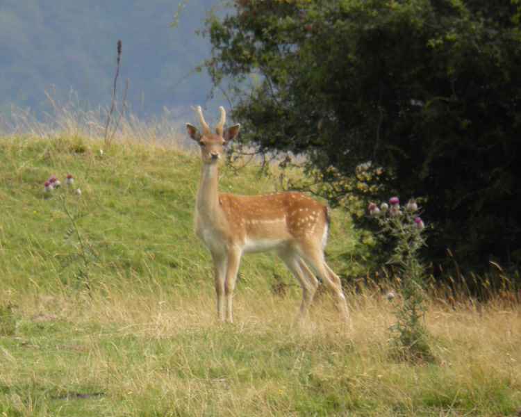Fusoni,Balestroni e Palanconi: tutti insieme in relax , Natura ...