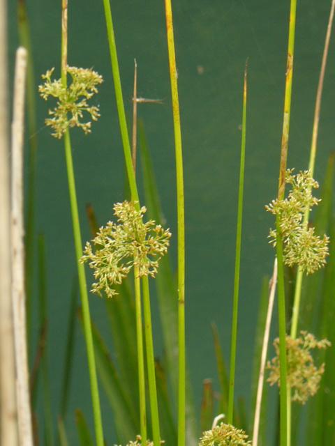 giunchi da determinare , Natura Mediterraneo | Forum Naturalistico