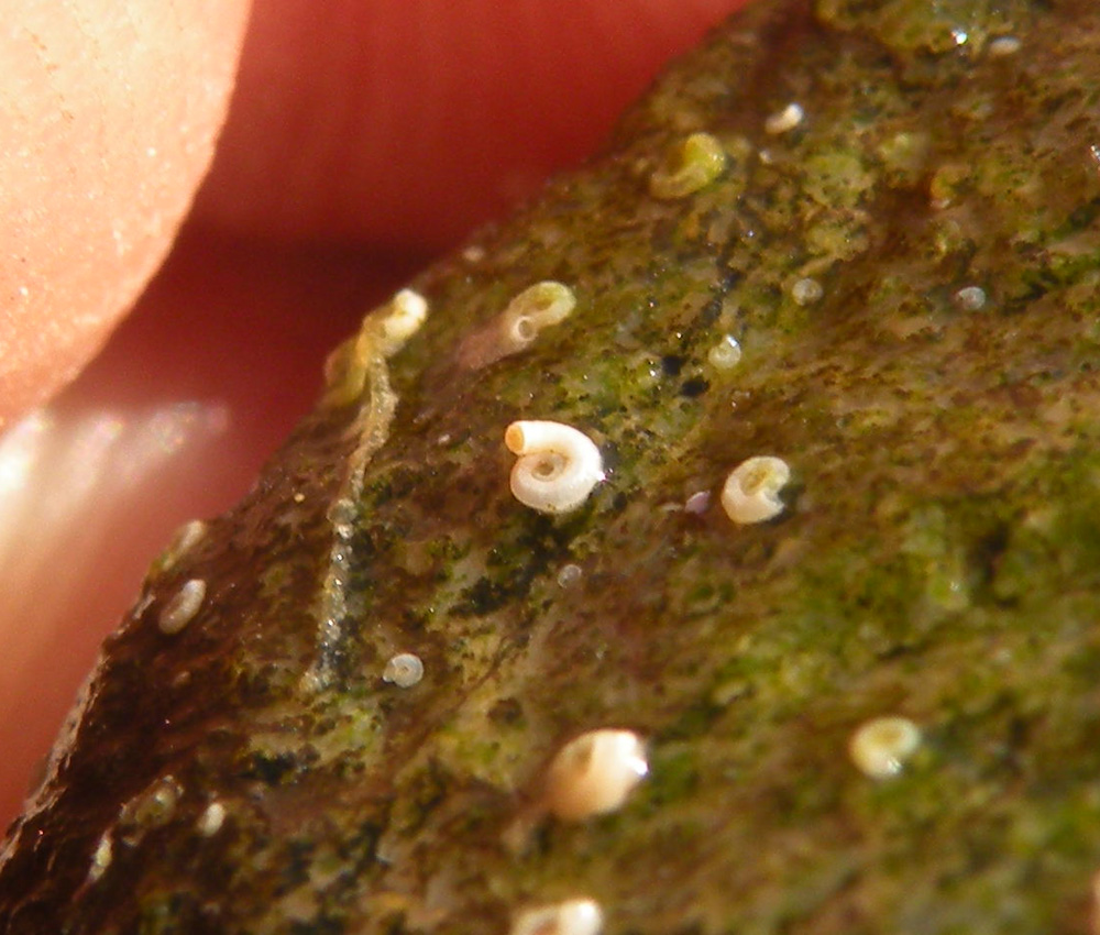 Forse molluschi.... , Natura Mediterraneo | Forum Naturalistico