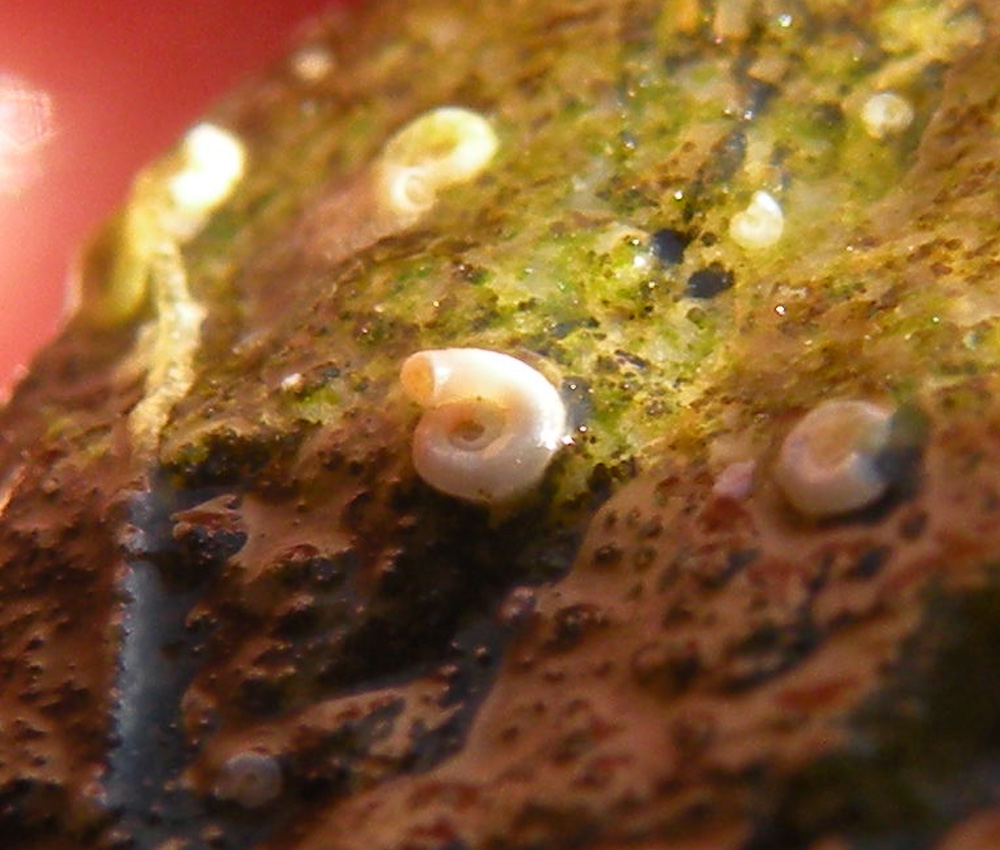 Forse molluschi.... , Natura Mediterraneo | Forum Naturalistico