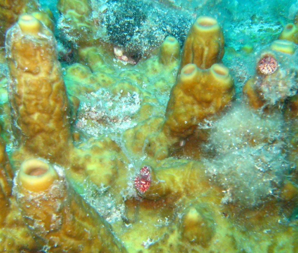 Cliona sp. , Natura Mediterraneo | Forum Naturalistico