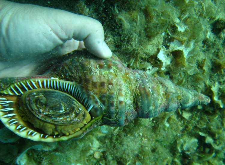 Charonia variegata , Natura Mediterraneo | Forum Naturalistico