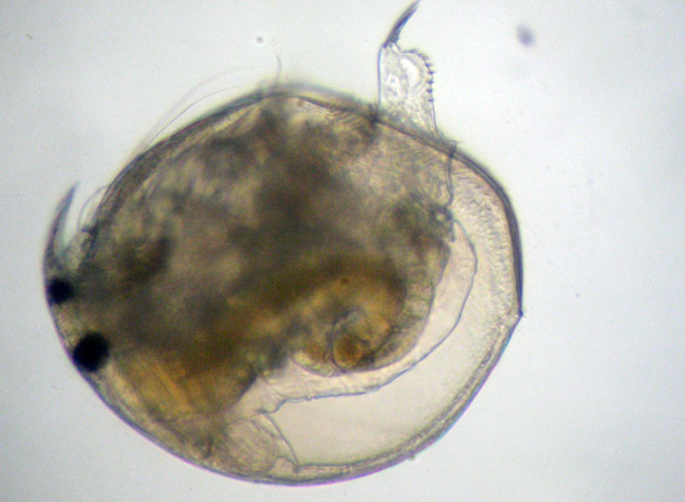 CHYDORUS-SPHAERICUS? , Natura Mediterraneo | Forum Naturalistico