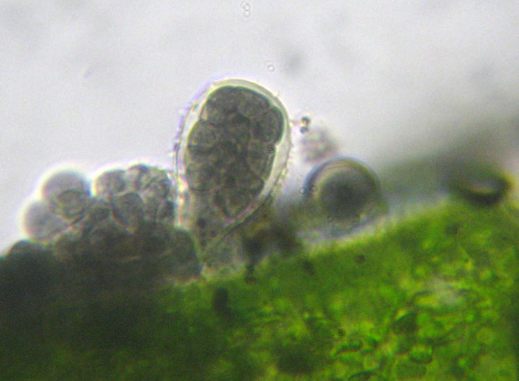 Funghi (quasi) marini , Natura Mediterraneo | Forum Naturalistico