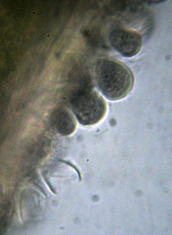 Funghi (quasi) marini , Natura Mediterraneo | Forum Naturalistico