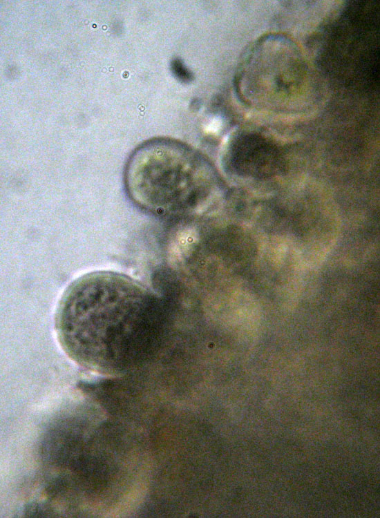 Funghi (quasi) marini , Natura Mediterraneo | Forum Naturalistico