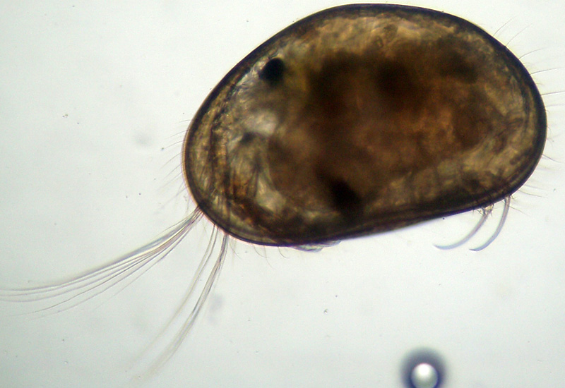 Ostracodi poco seri , Natura Mediterraneo | Forum Naturalistico