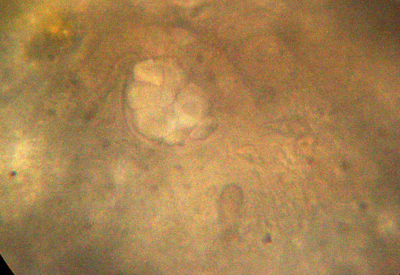 Ostracodi poco seri , Natura Mediterraneo | Forum Naturalistico