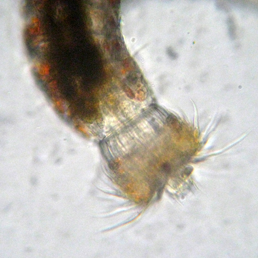 Kinorhyncha, phylum nuovo per il Forum , Natura Mediterraneo | Forum ...