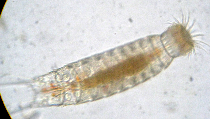 Kinorhyncha, phylum nuovo per il Forum , Natura Mediterraneo | Forum ...