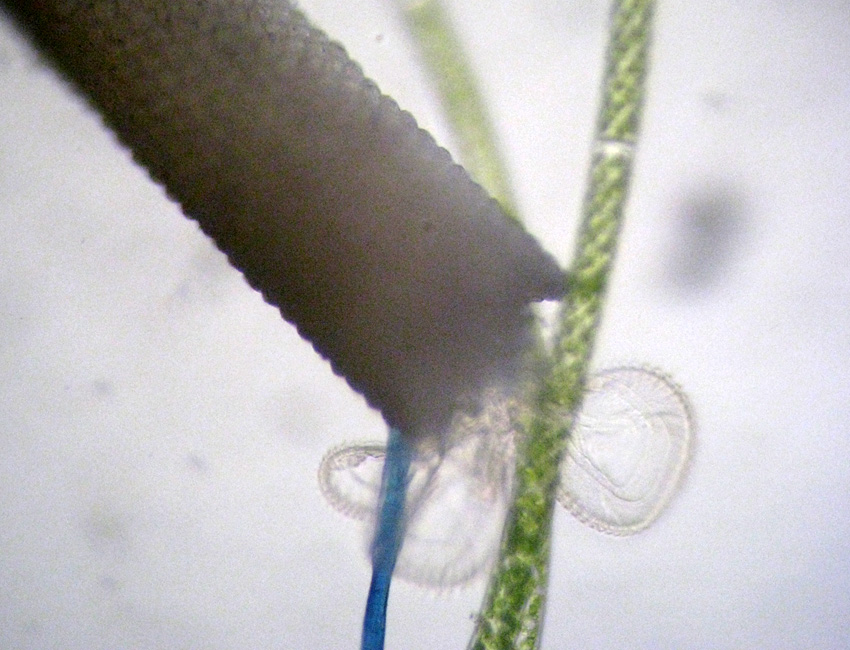 Floscularia sp , Natura Mediterraneo | Forum Naturalistico