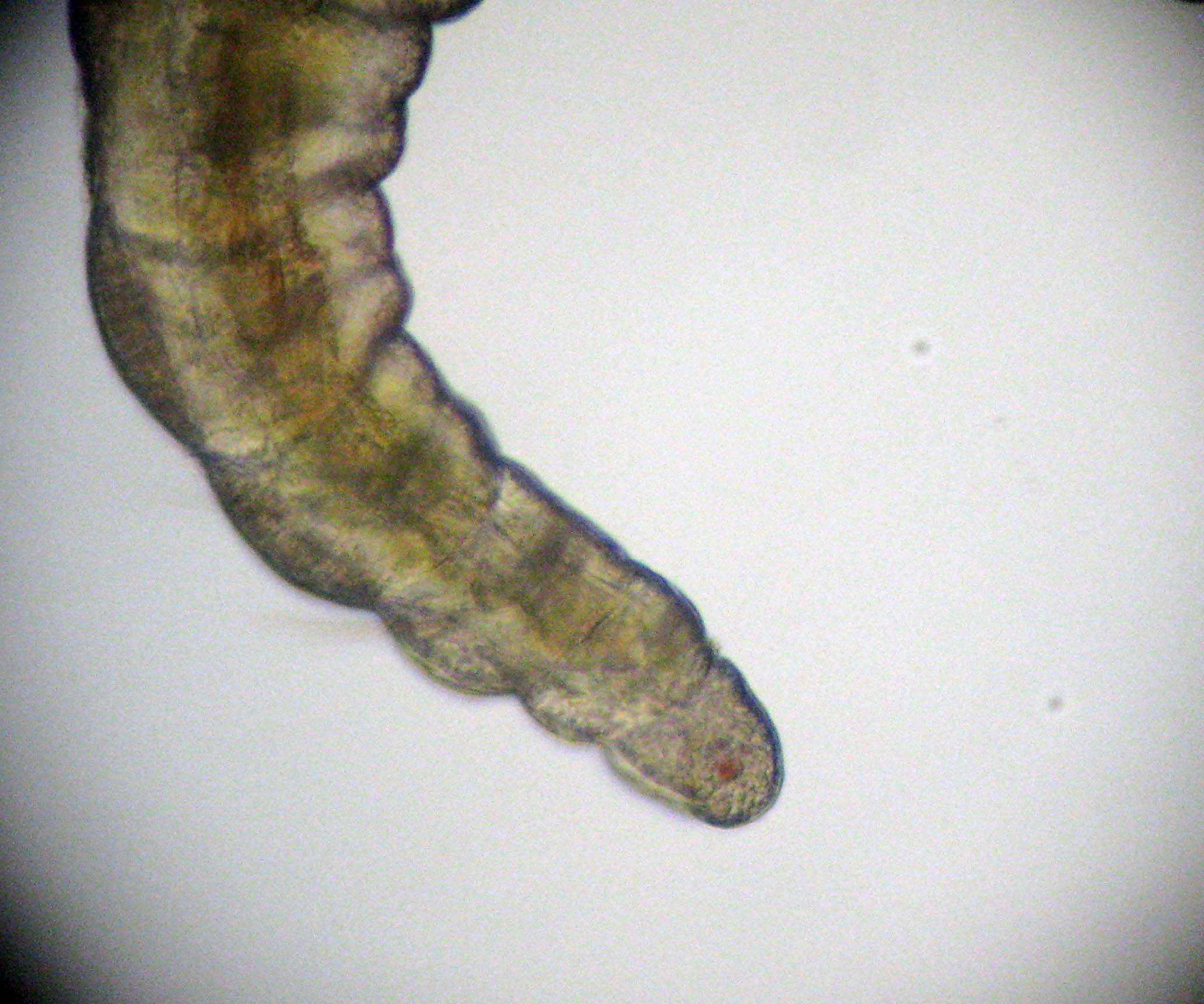 Fabriciola cfr. tonerella , Natura Mediterraneo | Forum Naturalistico