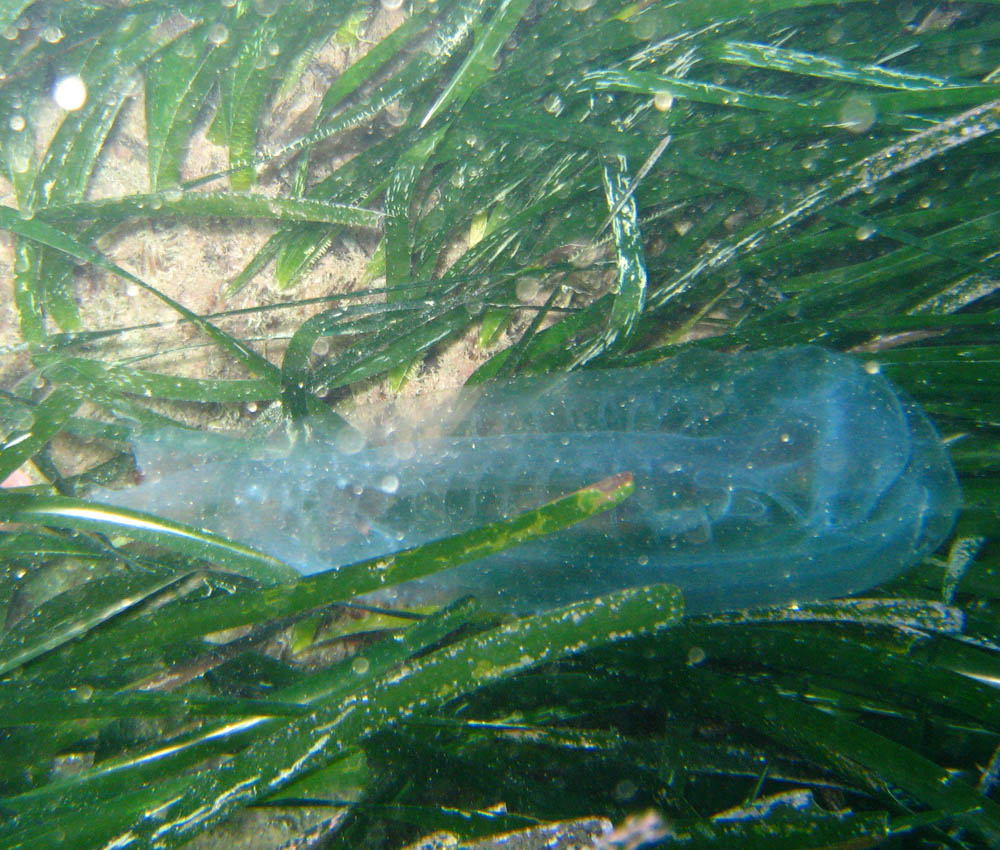 Salpa sp. , Natura Mediterraneo | Forum Naturalistico