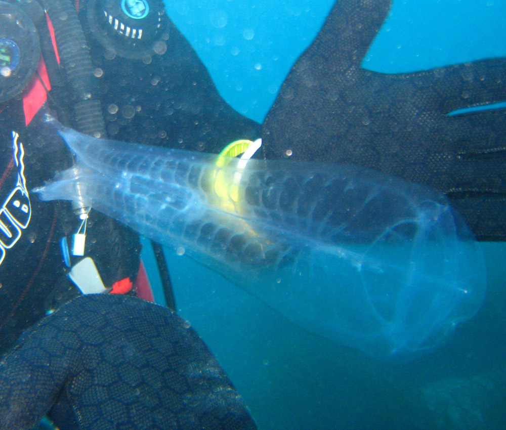 Salpa sp. , Natura Mediterraneo | Forum Naturalistico