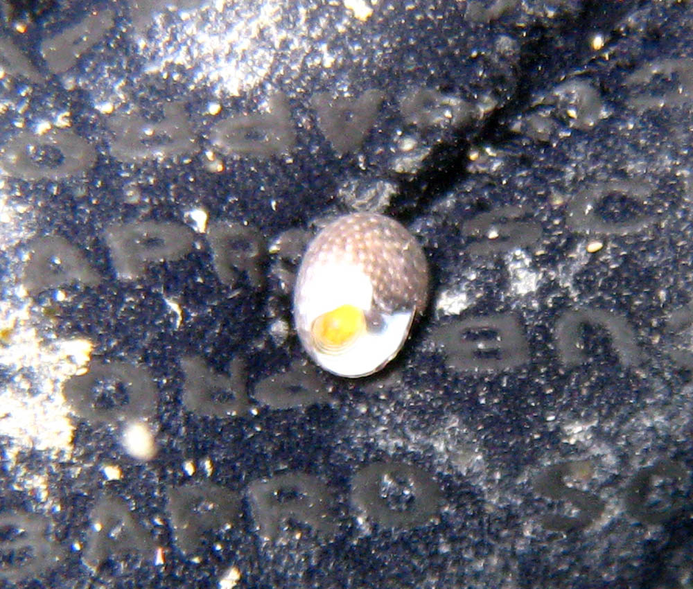 Gibbula adansonii? no, Clanculus jussieui , Natura Mediterraneo | Forum ...