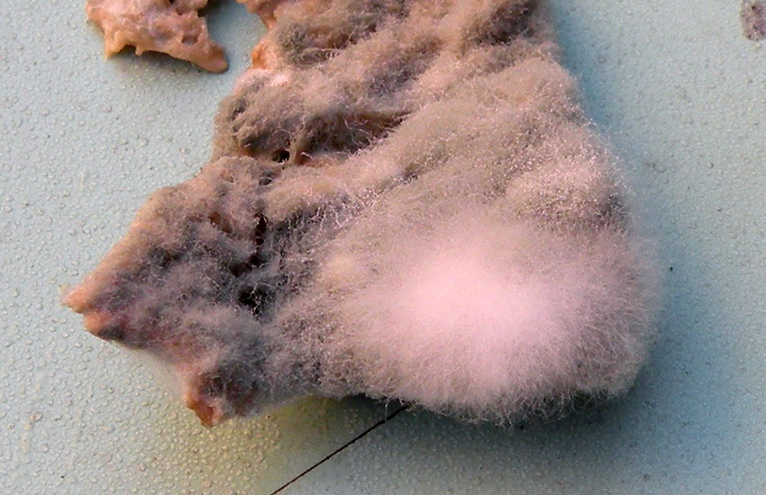 Muffa del pane , Natura Mediterraneo | Forum Naturalistico