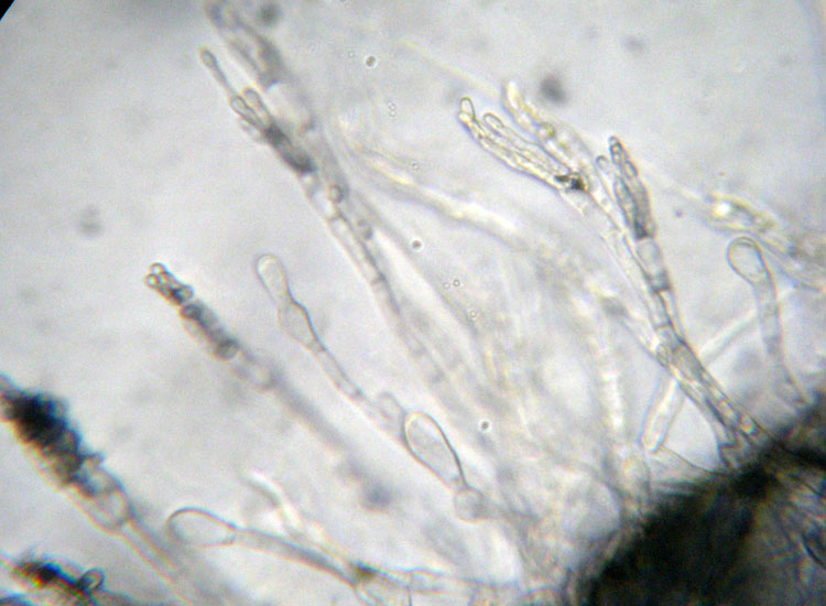 Muffa dell'arancia , Natura Mediterraneo | Forum Naturalistico