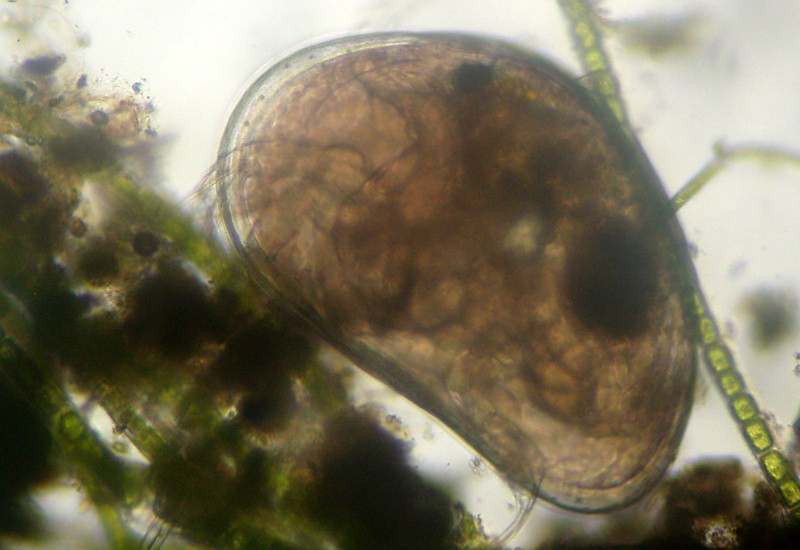 Ostracodi poco seri , Natura Mediterraneo | Forum Naturalistico
