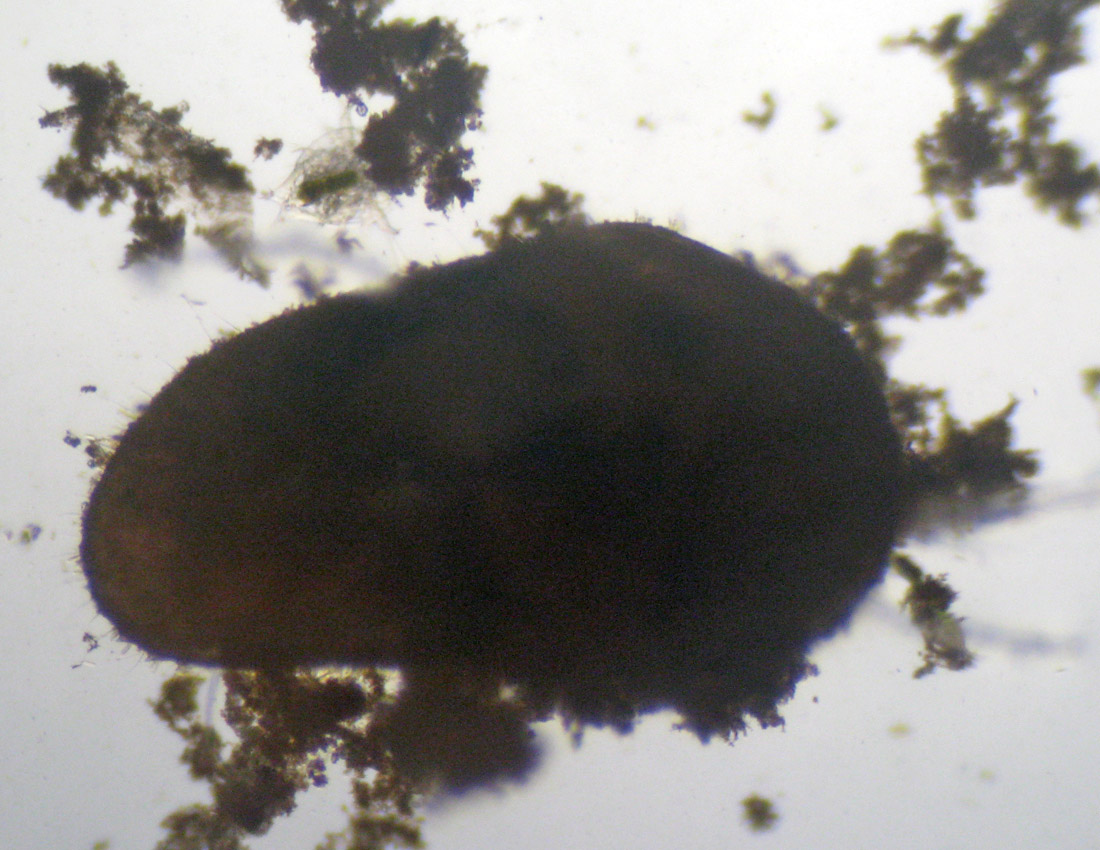 Ostracodi poco seri , Natura Mediterraneo | Forum Naturalistico