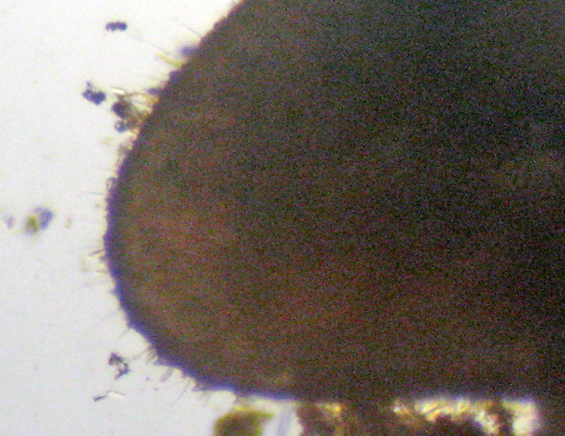 Ostracodi poco seri , Natura Mediterraneo | Forum Naturalistico