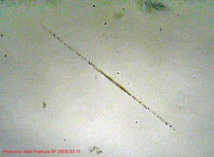 Il ritorno delle diatomee marine , Natura Mediterraneo | Forum ...