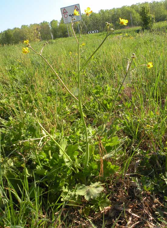 Nelle Valli di Novellara alla ricerca della Viola pumila , Natura ...