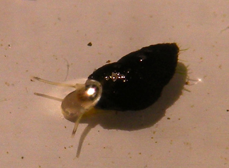 Hydrobia sp dalle Saline di Cervia , Natura Mediterraneo | Forum ...