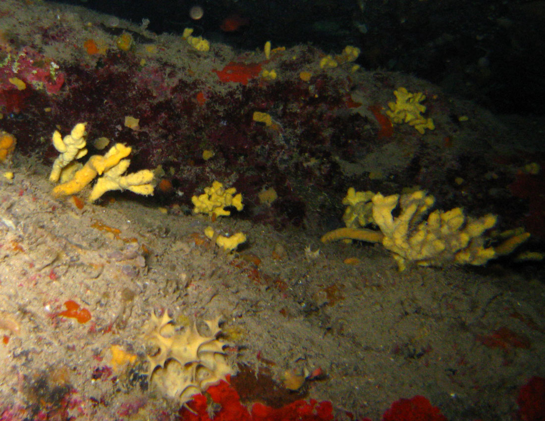 Spugne dalla Turchia , Natura Mediterraneo | Forum Naturalistico