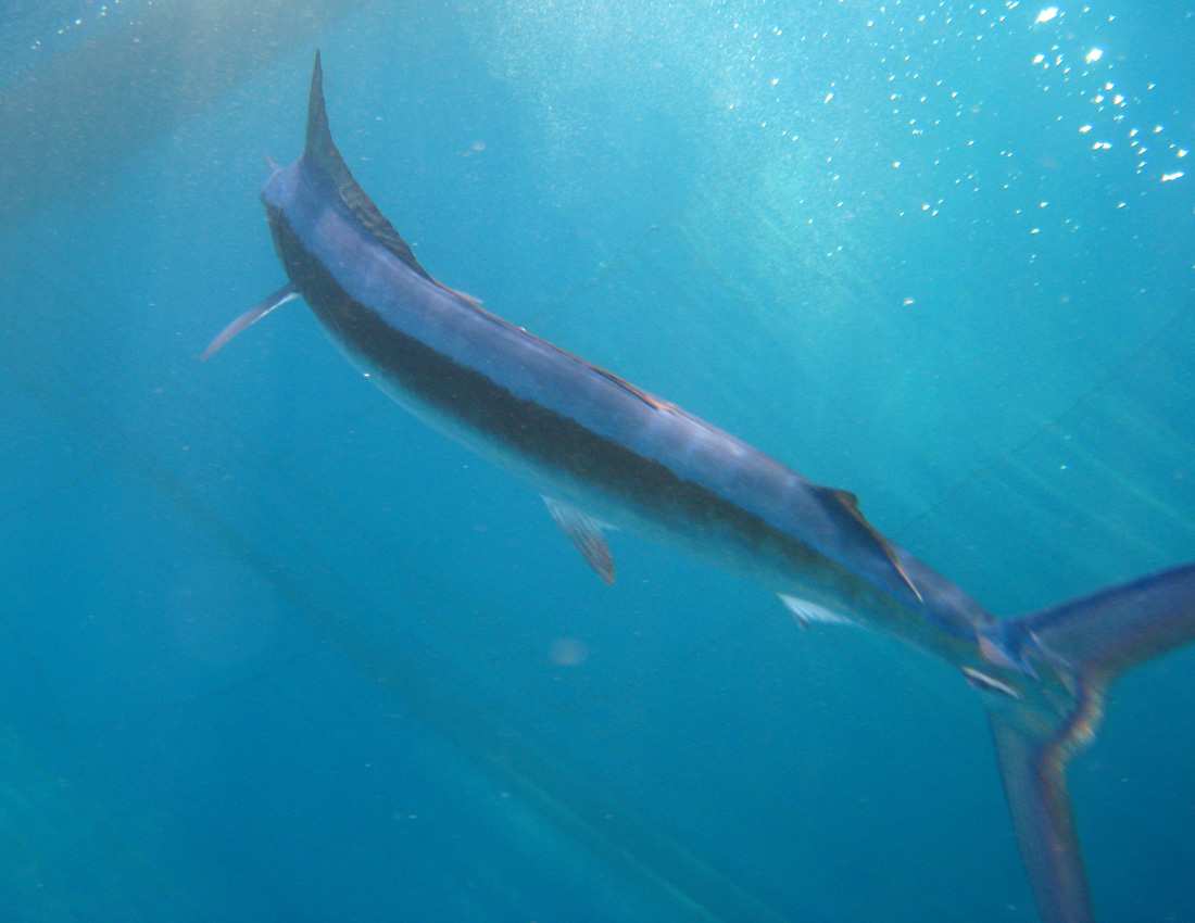 Tetrapturus belone - Aguglia imperiale , Natura Mediterraneo | Forum ...