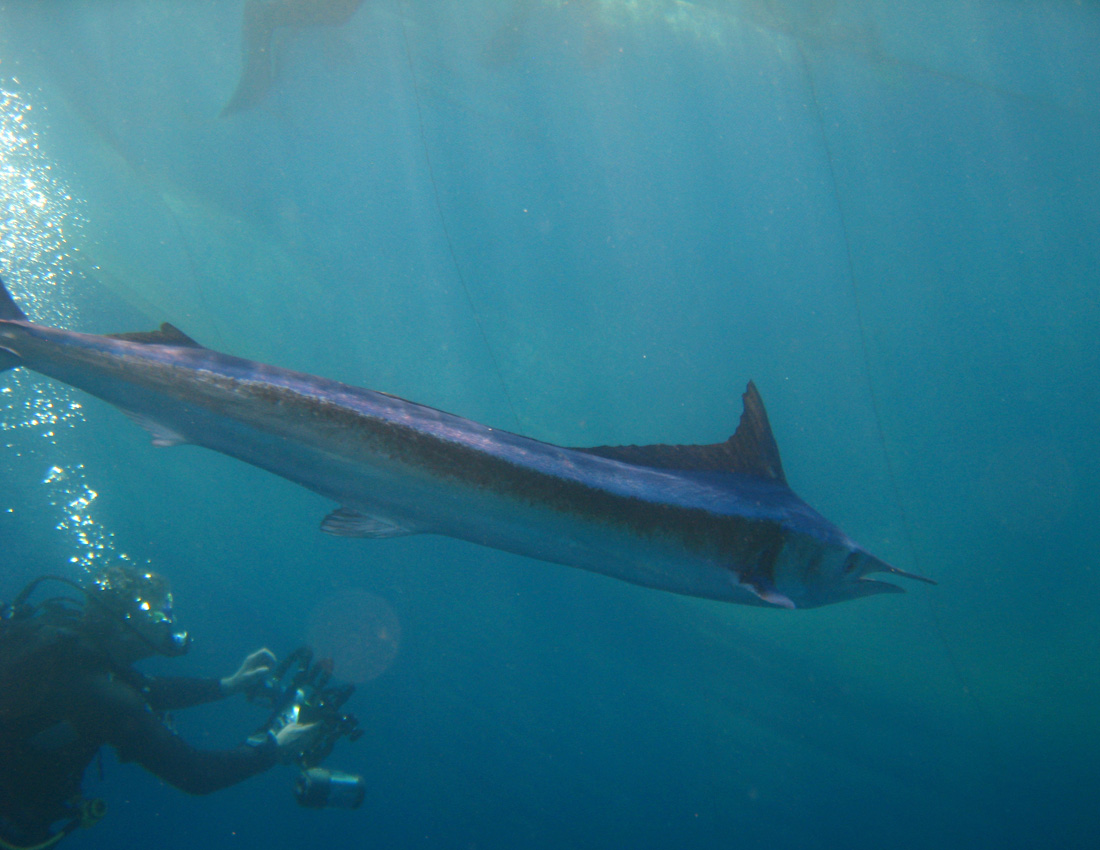Tetrapturus belone - Aguglia imperiale , Natura Mediterraneo | Forum ...
