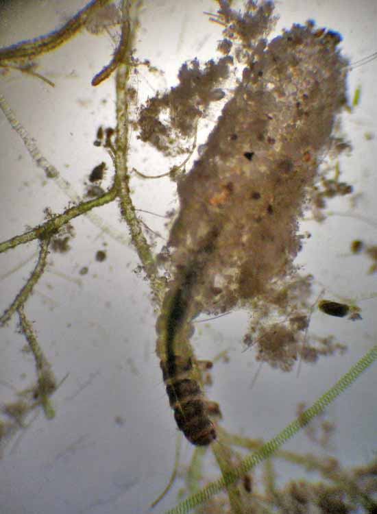 Hydroptilidae , Natura Mediterraneo | Forum Naturalistico