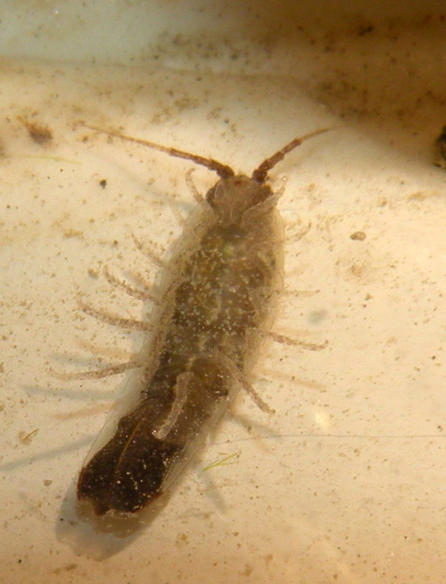 Isopode marino, forse Idotea balthica , Natura Mediterraneo | Forum ...