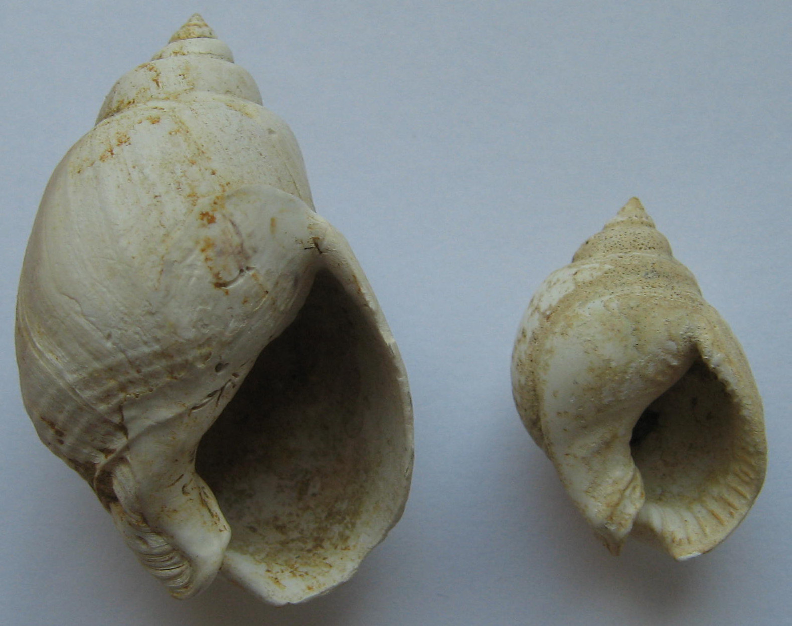 Nassarius mutabilis , Natura Mediterraneo | Forum Naturalistico