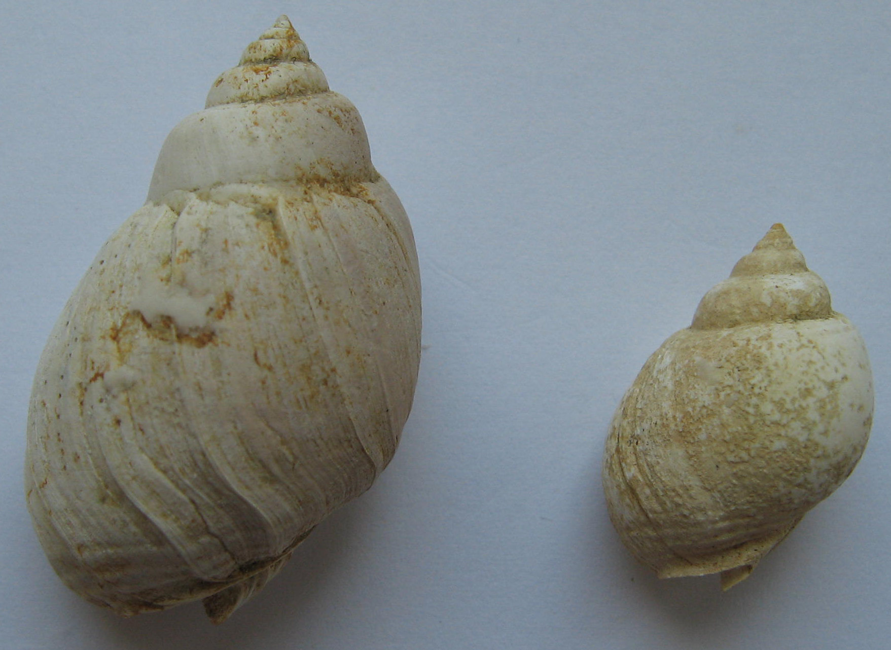 Nassarius mutabilis , Natura Mediterraneo | Forum Naturalistico